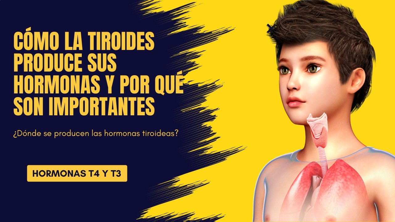 Cómo la tiroides produce sus hormonas y por qué son importantes